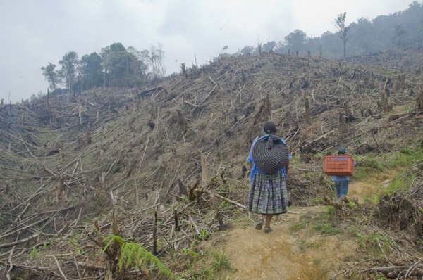 Reforestation - Community Cloud Forest Conservation