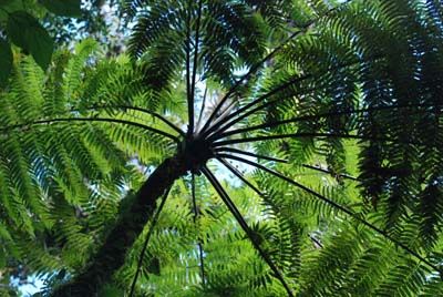 Cloud Forest - Community Cloud Forest Conservation