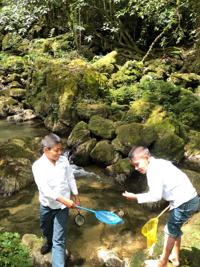 Water, Forests and Conservation unit: stream ecology - Community Cloud ...