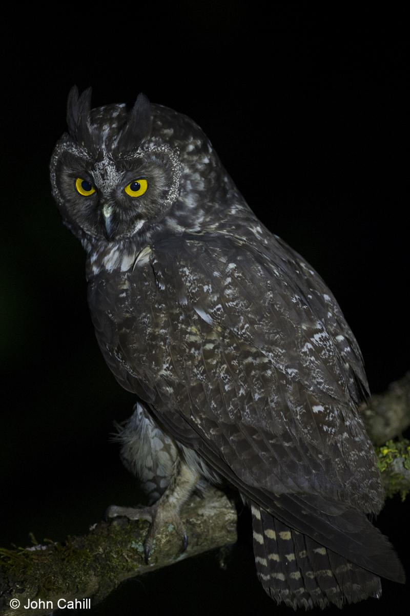 Birds and Cloud Forests - Community Cloud Forest Conservation