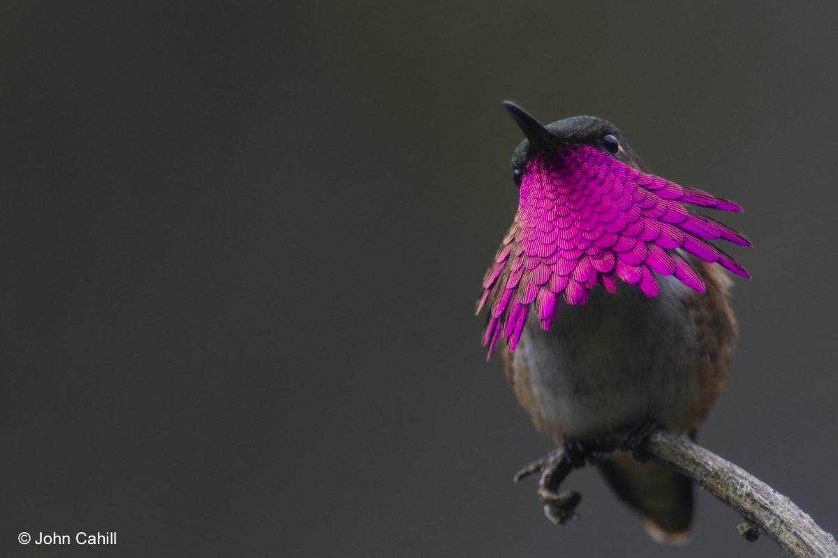 Birds and Cloud Forests - Community Cloud Forest Conservation