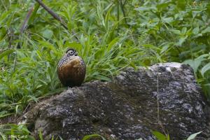 Birds and Cloud Forests - Community Cloud Forest Conservation